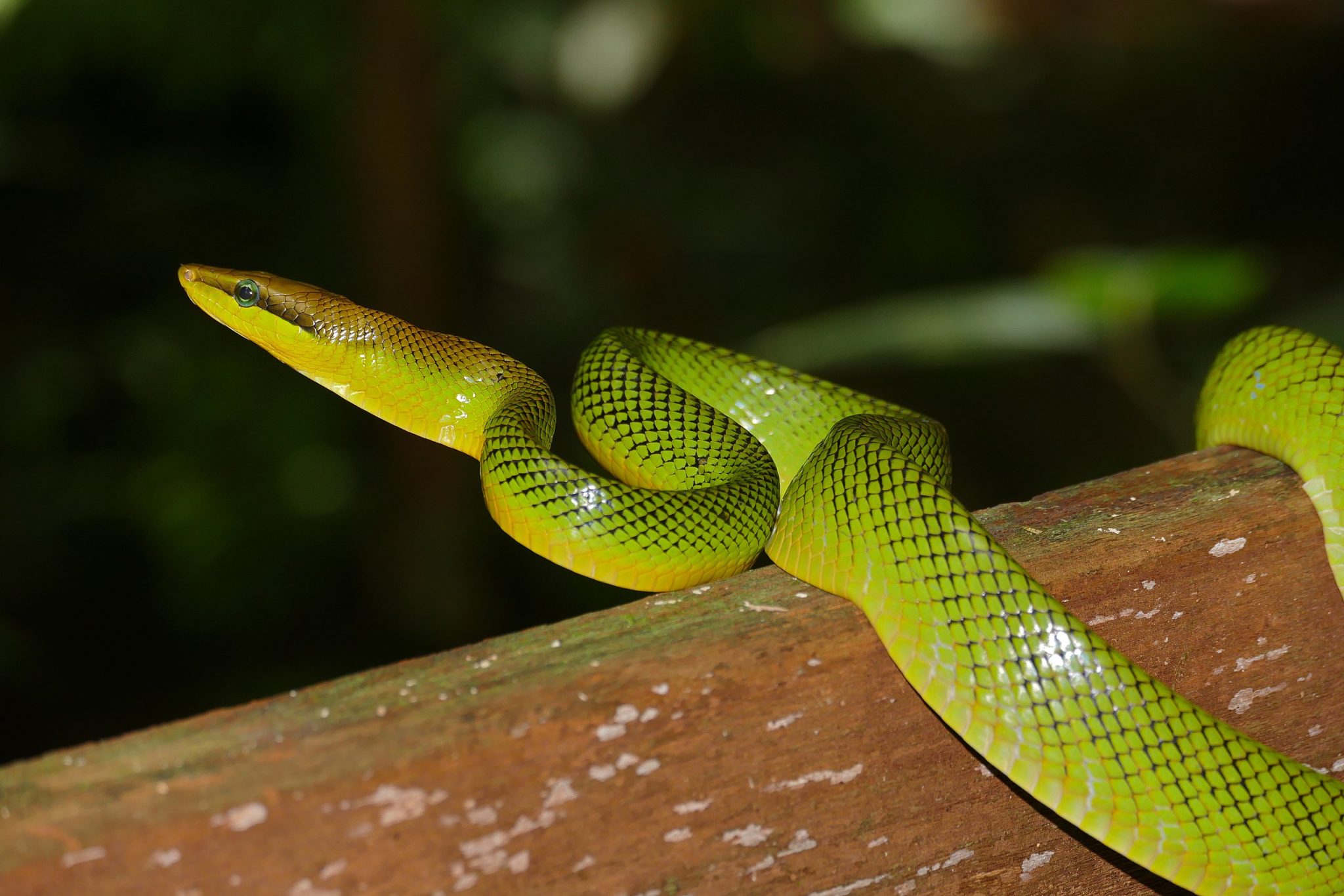 Snakes Found in Bali: Diversity, Ecology, and More - Bali Reptile Rescue