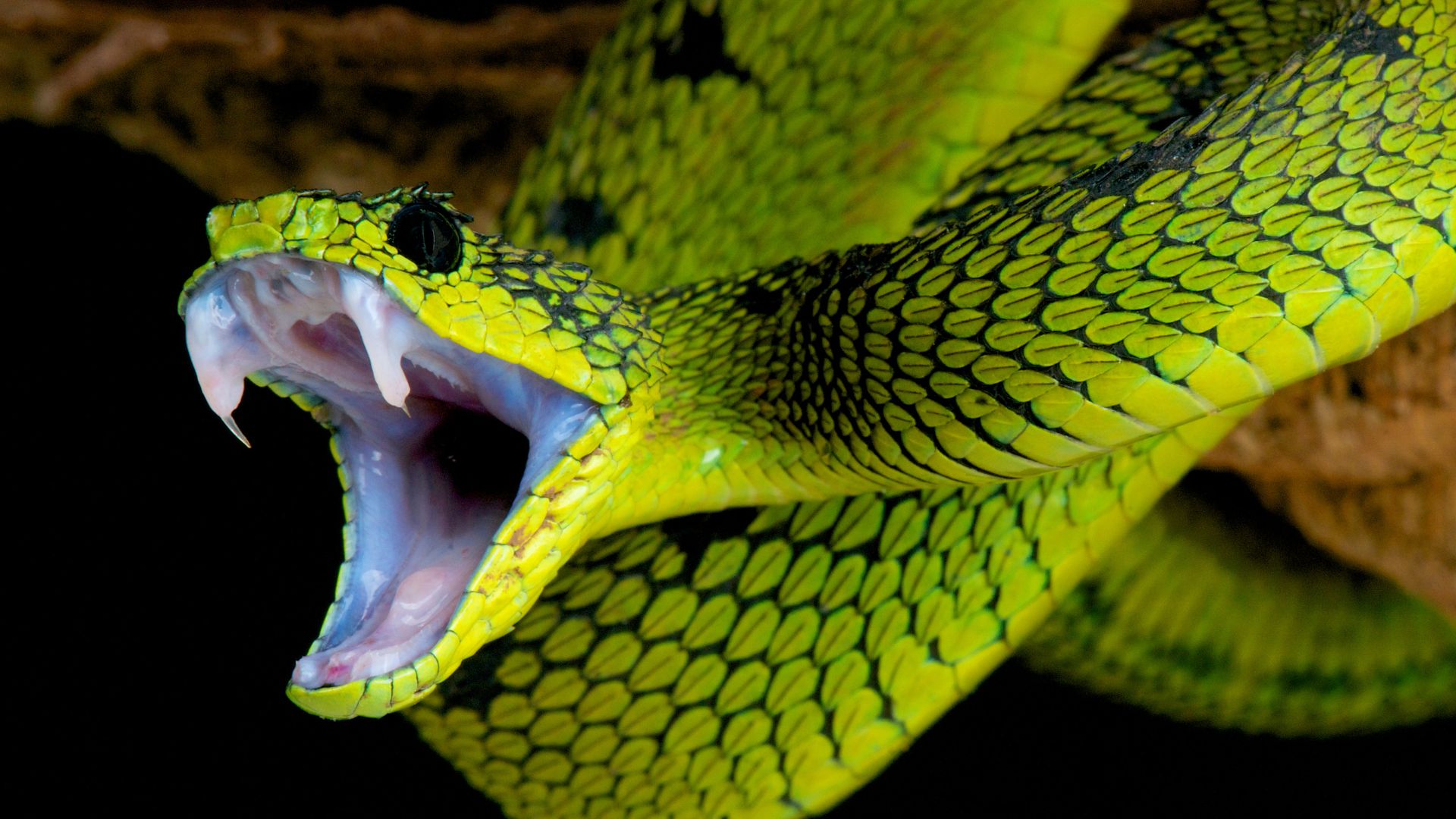 Distinguishing Venomous and Non-Venomous Snakes: Your Safety Guide ...